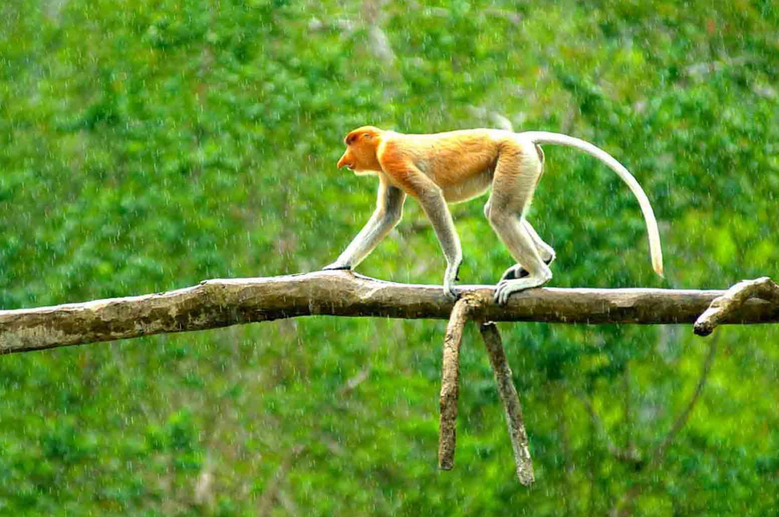 Labuk Bay Proboscis Monkey Sanctuary, Sandakan, Malaysia | Gokayu, Your ...