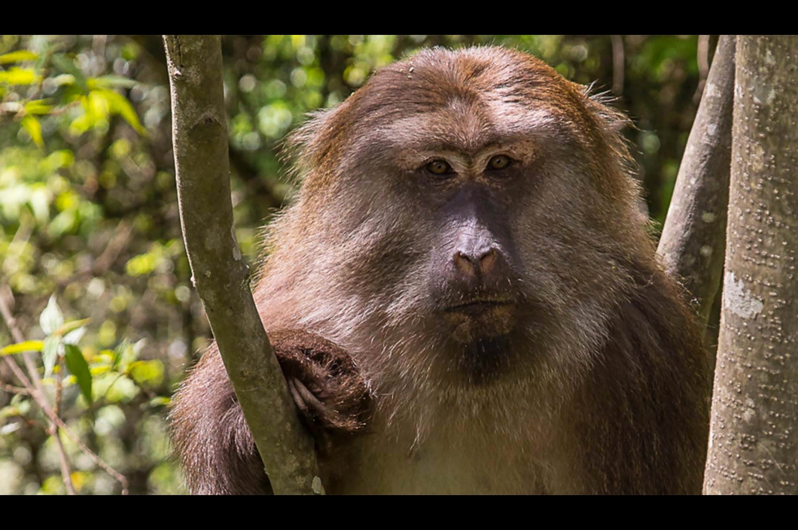 Monkey's eyeview from the tree tops, Kedah, Malaysia | Gokayu, Your ...