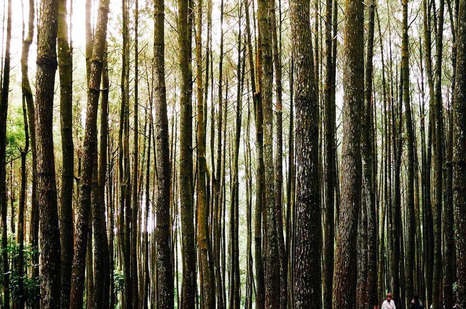 Imogiri Pine Forest, Yogyakarta, Indonesia | Gokayu, Your Travel Guide