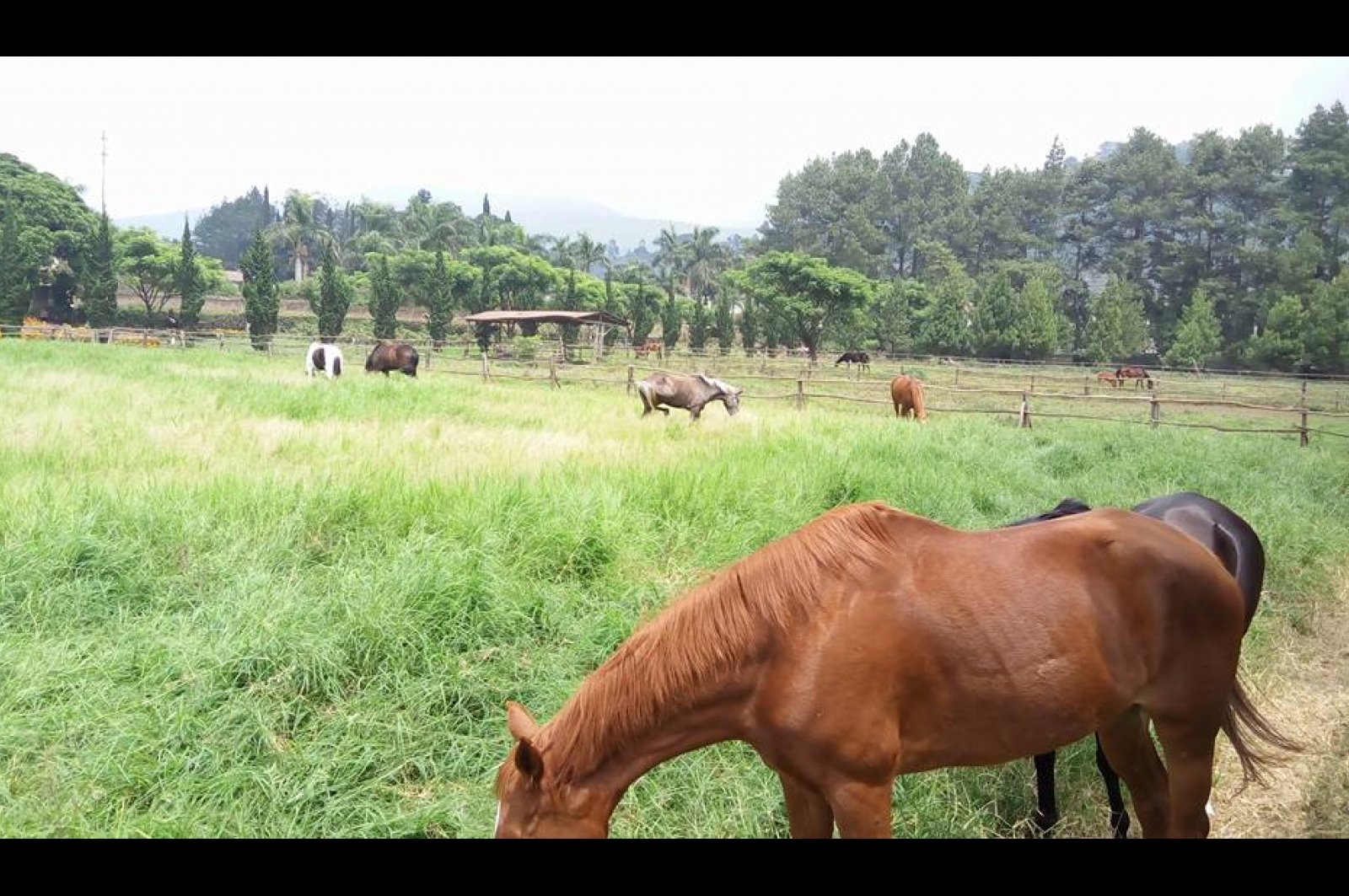 Horse riding at De’ Ranch Lembang, Bandung, Indonesia | Gokayu, Your ...