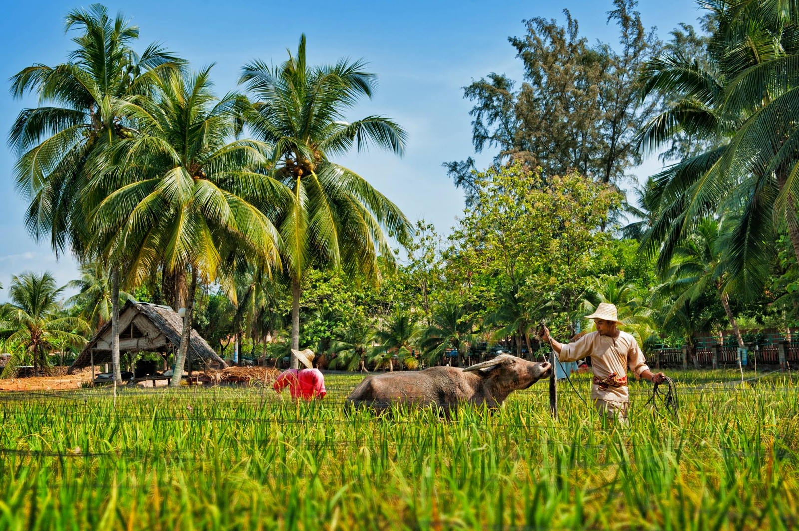 Laman Padi, Langkawi Island, Malaysia | Gokayu, Your Travel Guide