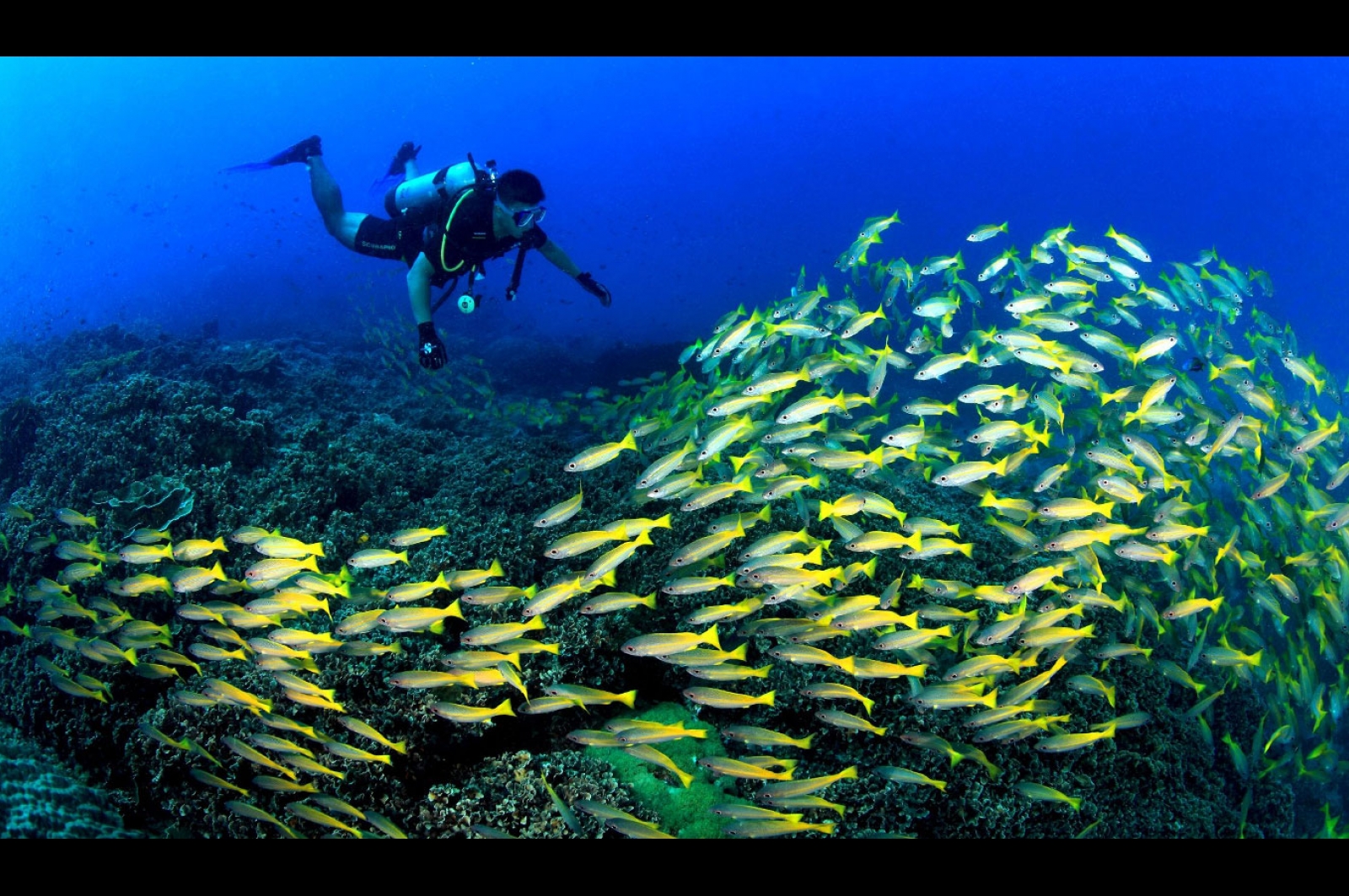 Dive in Redang Island, Terengganu, Malaysia | Gokayu, Your Travel Guide
