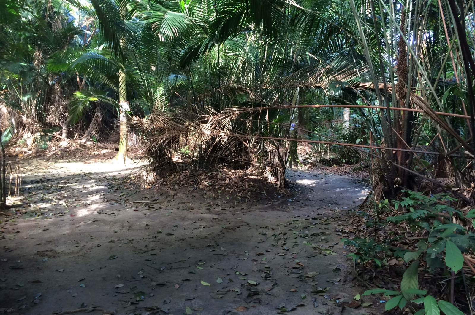 Hiking at Bukit Saga, Selangor, Malaysia | Gokayu, Your Travel Guide