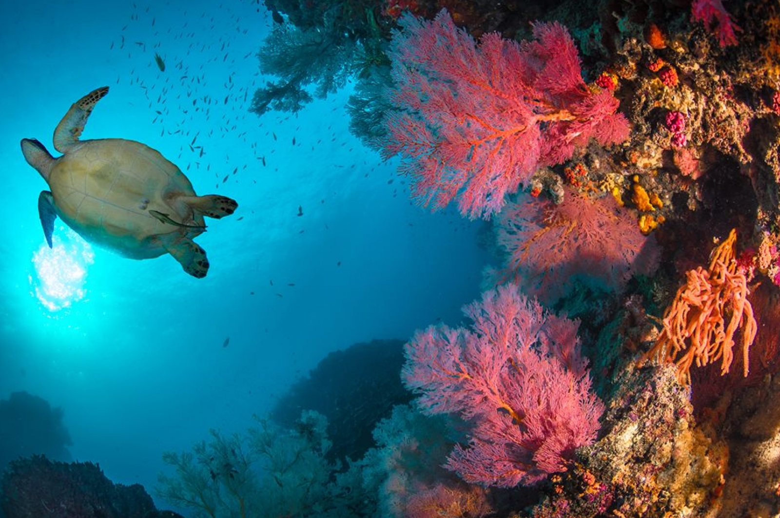 Tiger Reef Dive Site, Tioman Island, Malaysia | Gokayu, Your Travel Guide